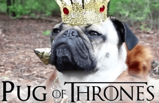 Pug Life - The TV Series Edition - CliffCentral